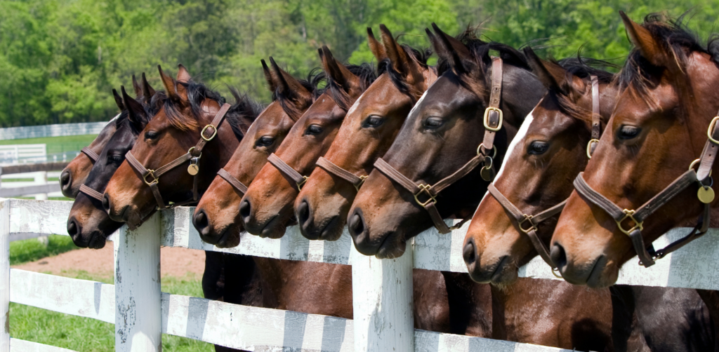 Riding Program - Pine Hill Ranch in Little Rock, AR
